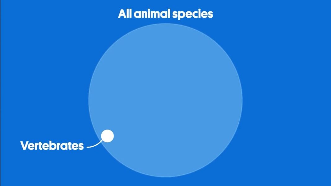 The Surprising Importance of Ocean Invertebrates - ESP